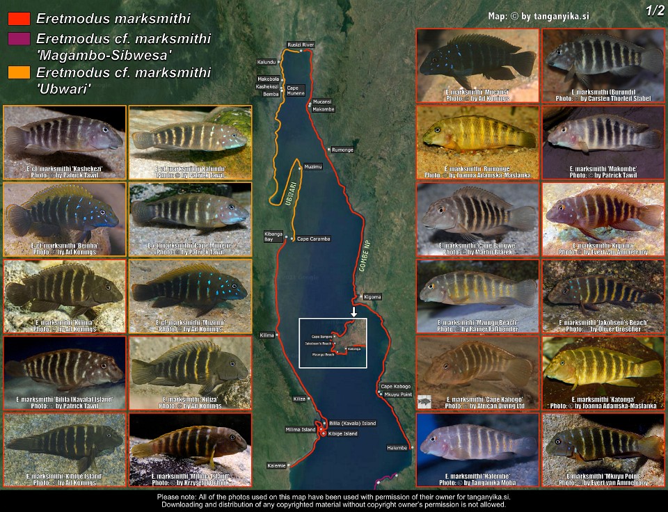 Eretmodus marksmithi (1/2)